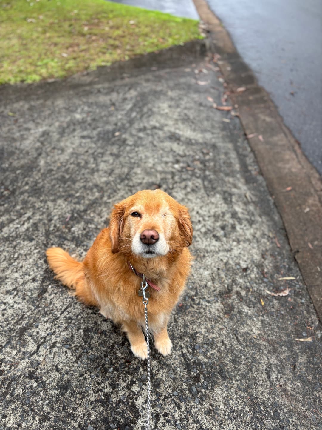 Dog Training | Sammy's Pet Training